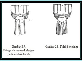 Kebenaran & Kemurnian Varietas Tebu | PPT