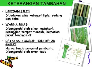 Kebenaran & Kemurnian Varietas Tebu | PPT