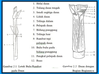 Kebenaran & Kemurnian Varietas Tebu | PPT