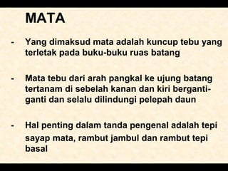 Kebenaran & Kemurnian Varietas Tebu | PPT