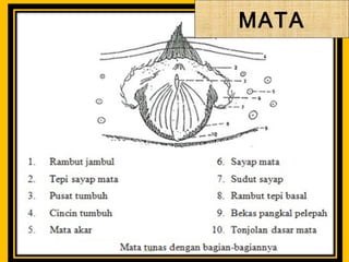 Kebenaran & Kemurnian Varietas Tebu | PPT