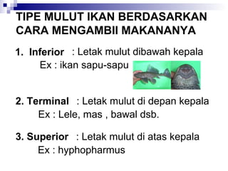 Kebiasaan dan cara memakan ikan | PPT