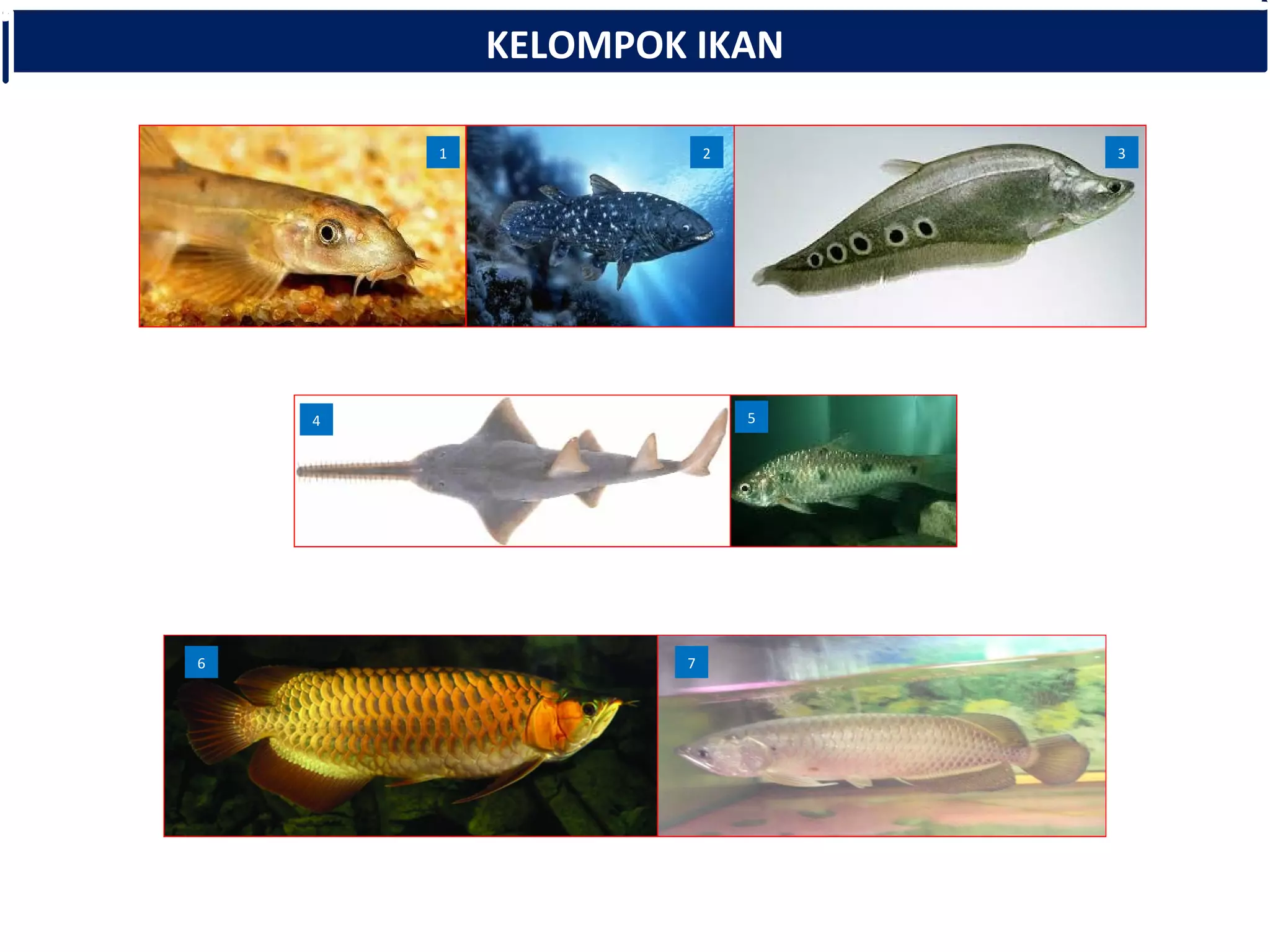 Kebijakan Konservasi Jenis Ikan | PPT