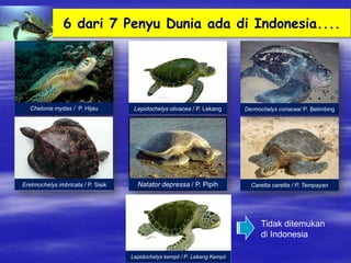 Kebijakan pengelolaan konservasi penyu | PPTX