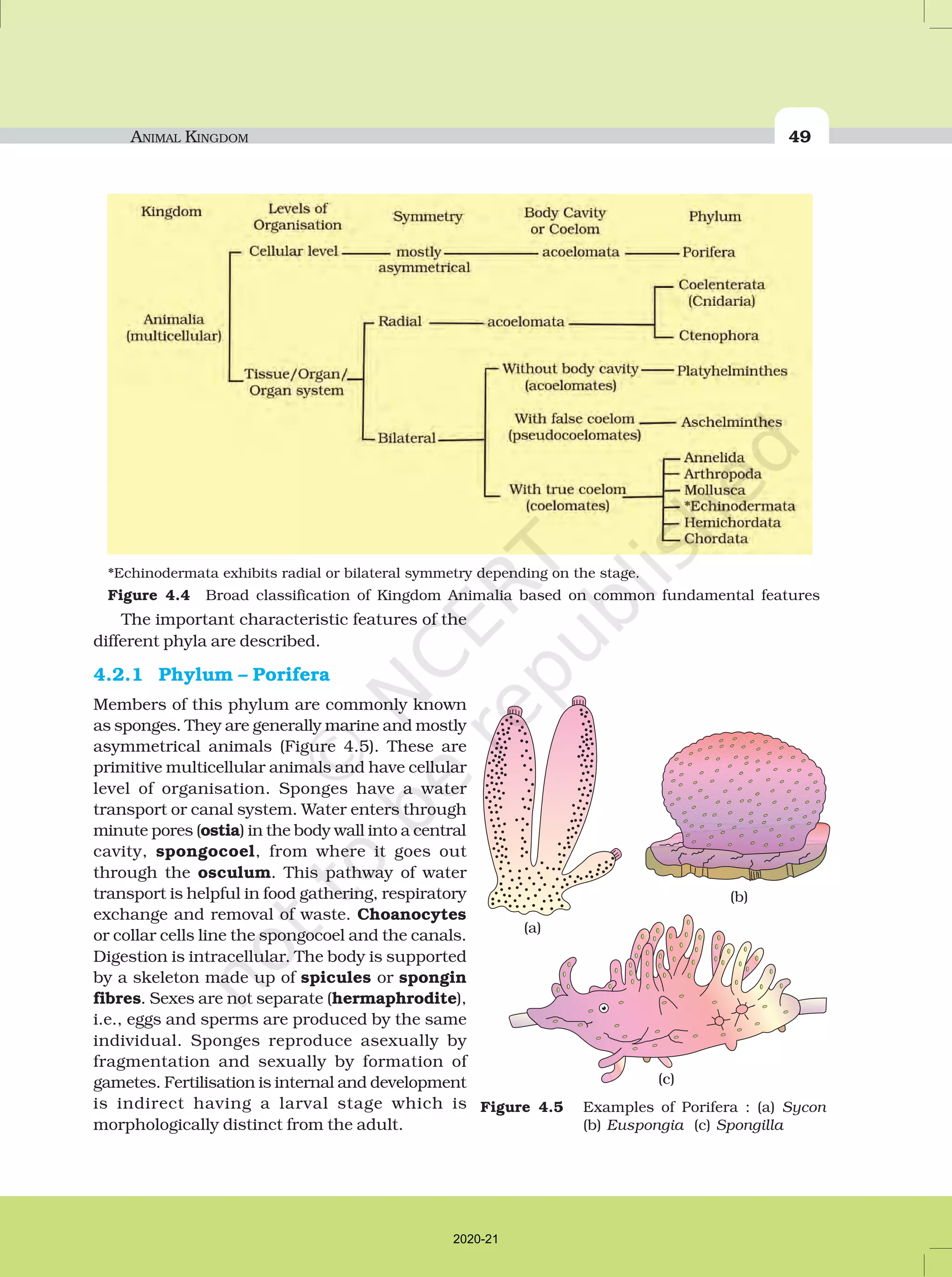 Chapter- 4 Animal kingdom | PDF