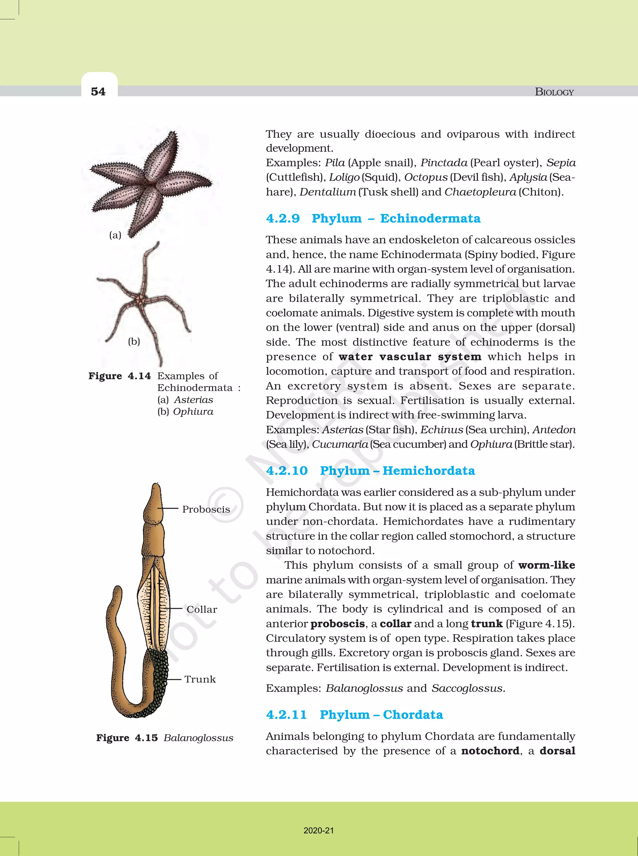 Chapter- 4 Animal kingdom | PDF