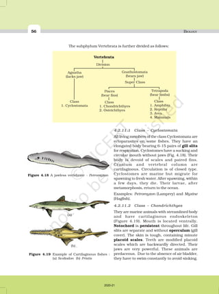 Chapter- 4 Animal kingdom | PDF