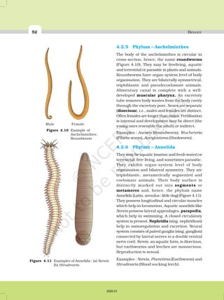 Examples Of Aschelminthes