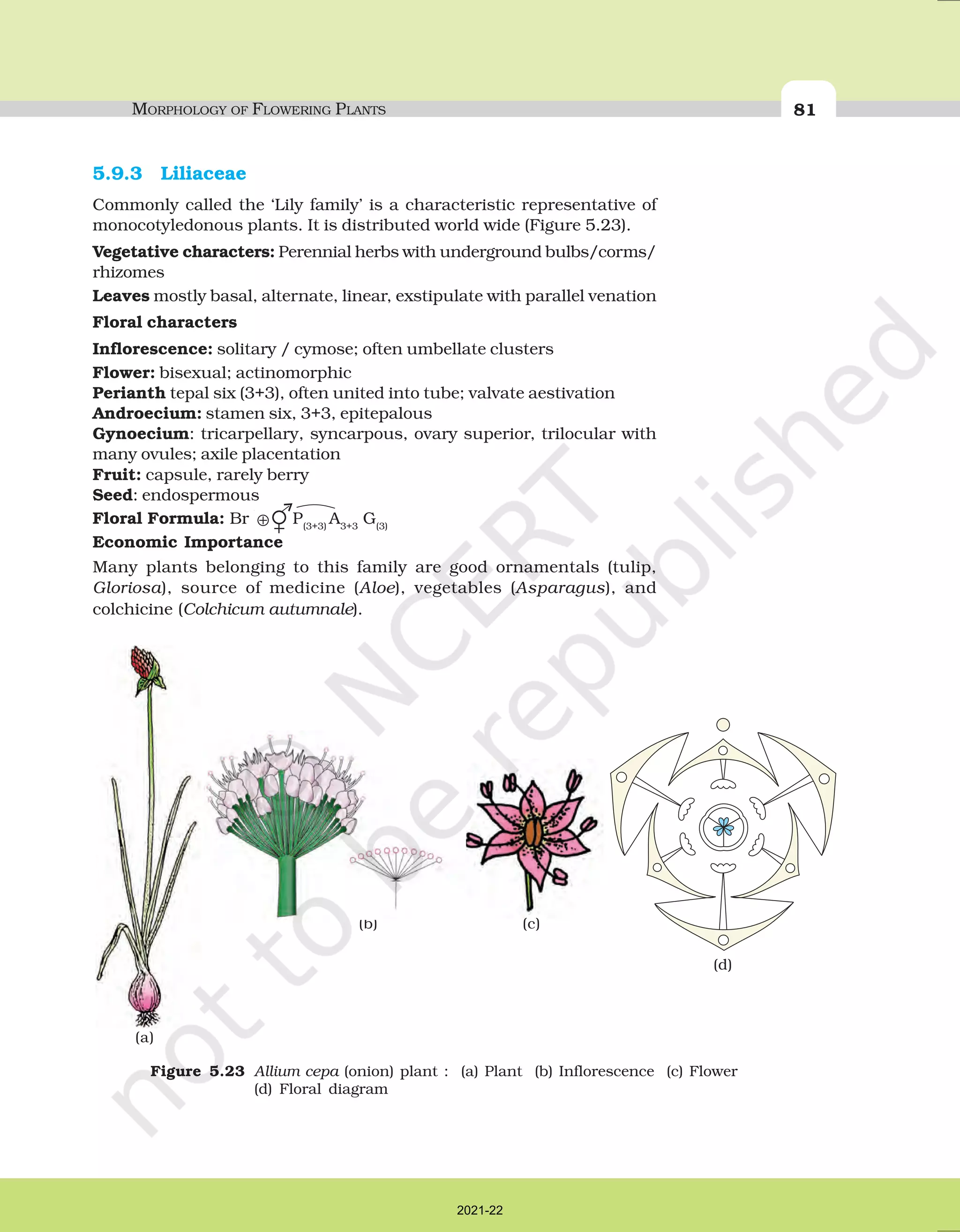 MORPHOLOGY OF FLOWERING PLANTS | PDF