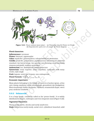 MORPHOLOGY OF FLOWERING PLANTS | PDF
