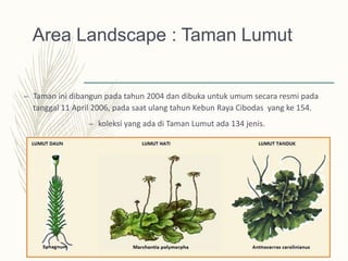 Area Lansekap, Hutan dan Padang Rumput Kebun Raya Cibodas | PPTX