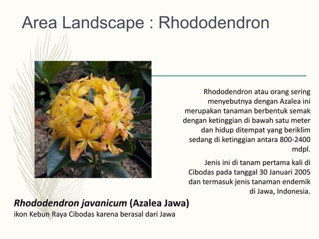 Area Lansekap, Hutan dan Padang Rumput Kebun Raya Cibodas | PPTX