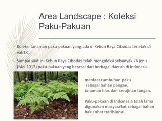 Area Lansekap, Hutan dan Padang Rumput Kebun Raya Cibodas | PPTX
