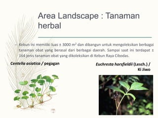 Area Lansekap, Hutan dan Padang Rumput Kebun Raya Cibodas | PPTX