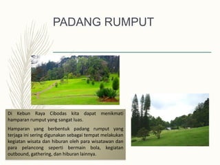 Area Lansekap, Hutan dan Padang Rumput Kebun Raya Cibodas | PPTX