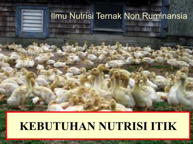 Kebutuhan Nutrisi Ternak Itik | PPT