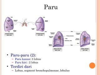 konsep sistem pernafasan dan kebutuhan oksigenasi | PPT