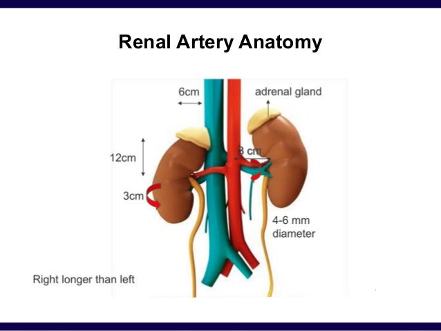 Ostium Of Kidney