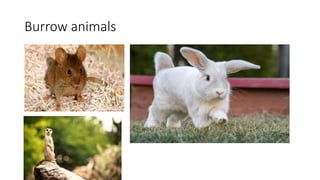 Keeping safe (Analysis).pptx