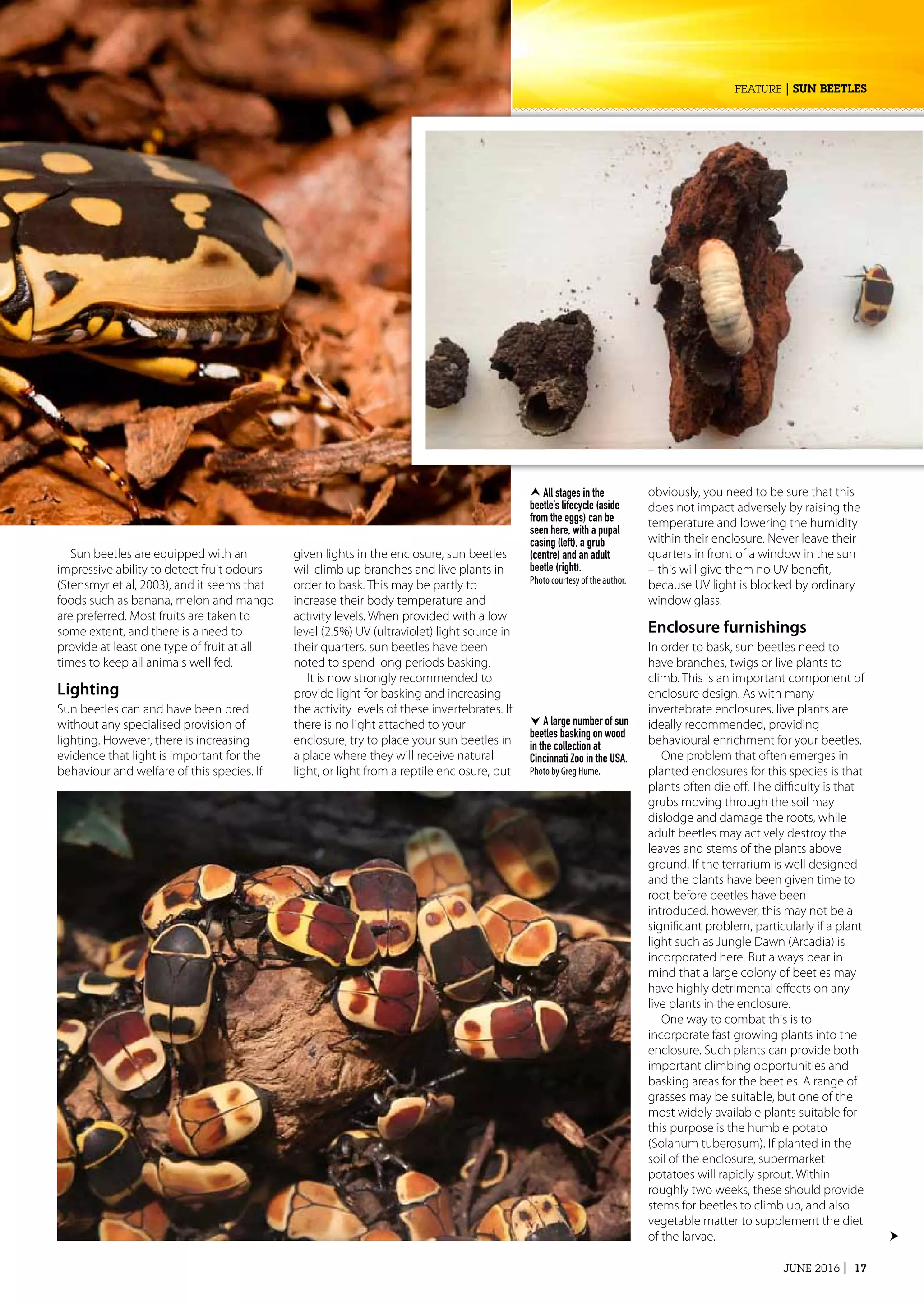 Keeping sun beetles | PDF