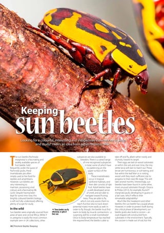 Keeping sun beetles | PDF