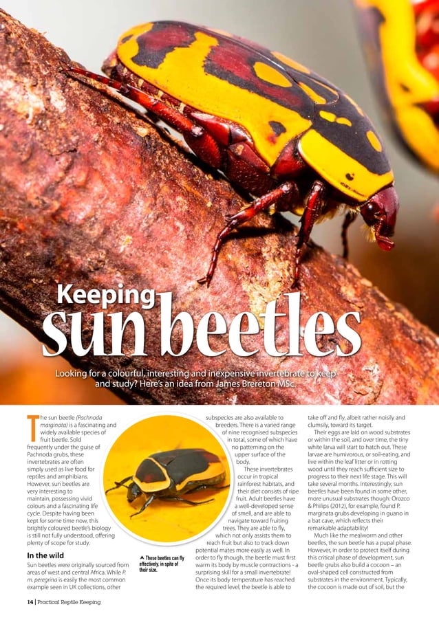 Keeping sun beetles | PDF