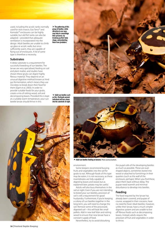 Keeping sun beetles | PDF
