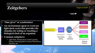 Keeping the rhytm in space | PPTX