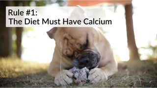 10 Simple Raw Feeding Rules | PPT