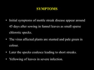 Mottle streak virus of ragi | PPTX