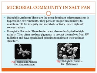 Marine microbial environment and characteristics and types of Marine ...