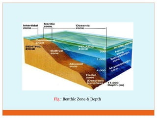 Marine microbial environment and characteristics and types of Marine ...