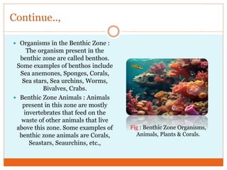 Marine microbial environment and characteristics and types of Marine ...