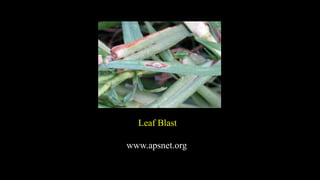 Ragi Blast | PPTX