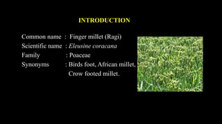 Ragi Blast | PPTX