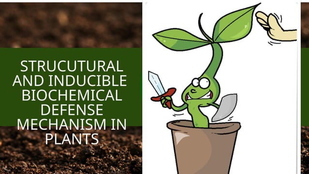 Structural &Biochemical defense mechanism in plants ppt | PPTX