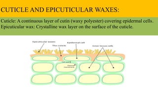 Structural &Biochemical defense mechanism in plants ppt | PPTX