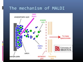 MALDI | PPT
