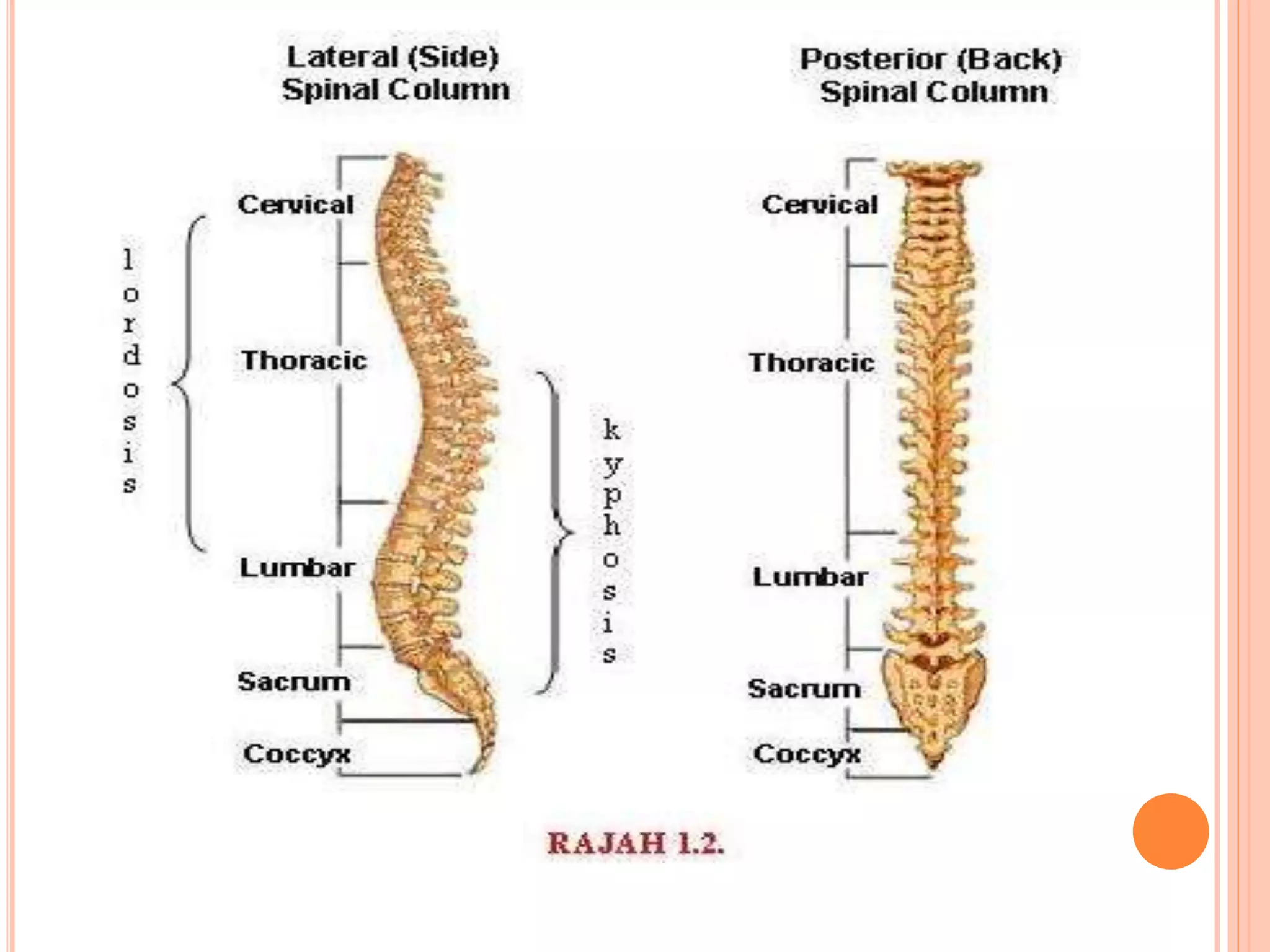 Asuhan keperawatan gawat darurat trauma spinal | PPTX