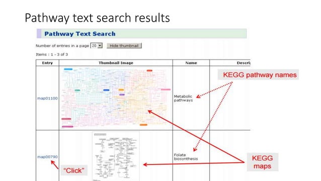 Kegg | PPTX | Biological Sciences | Science