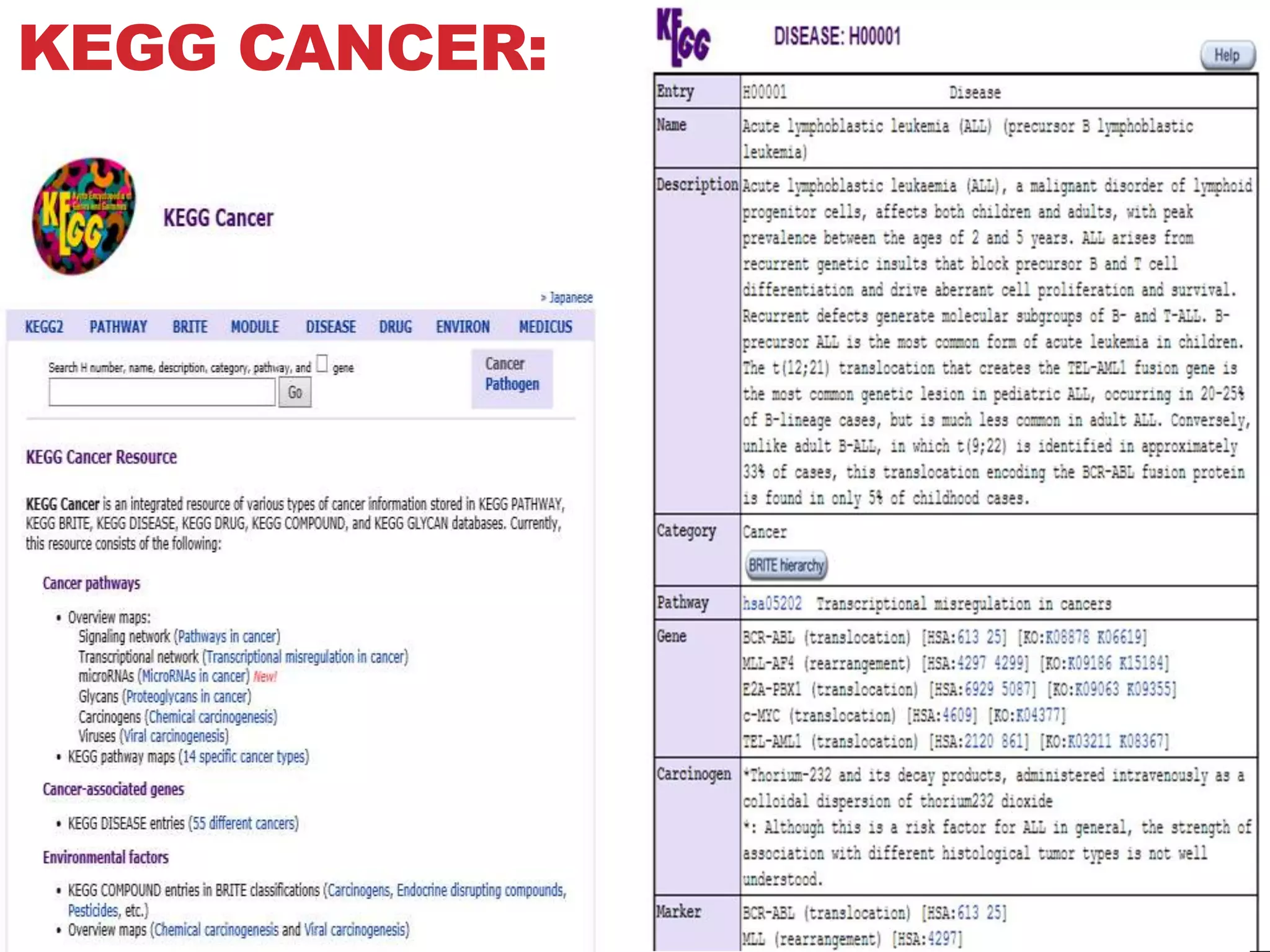 Kegg database resources | PPTX