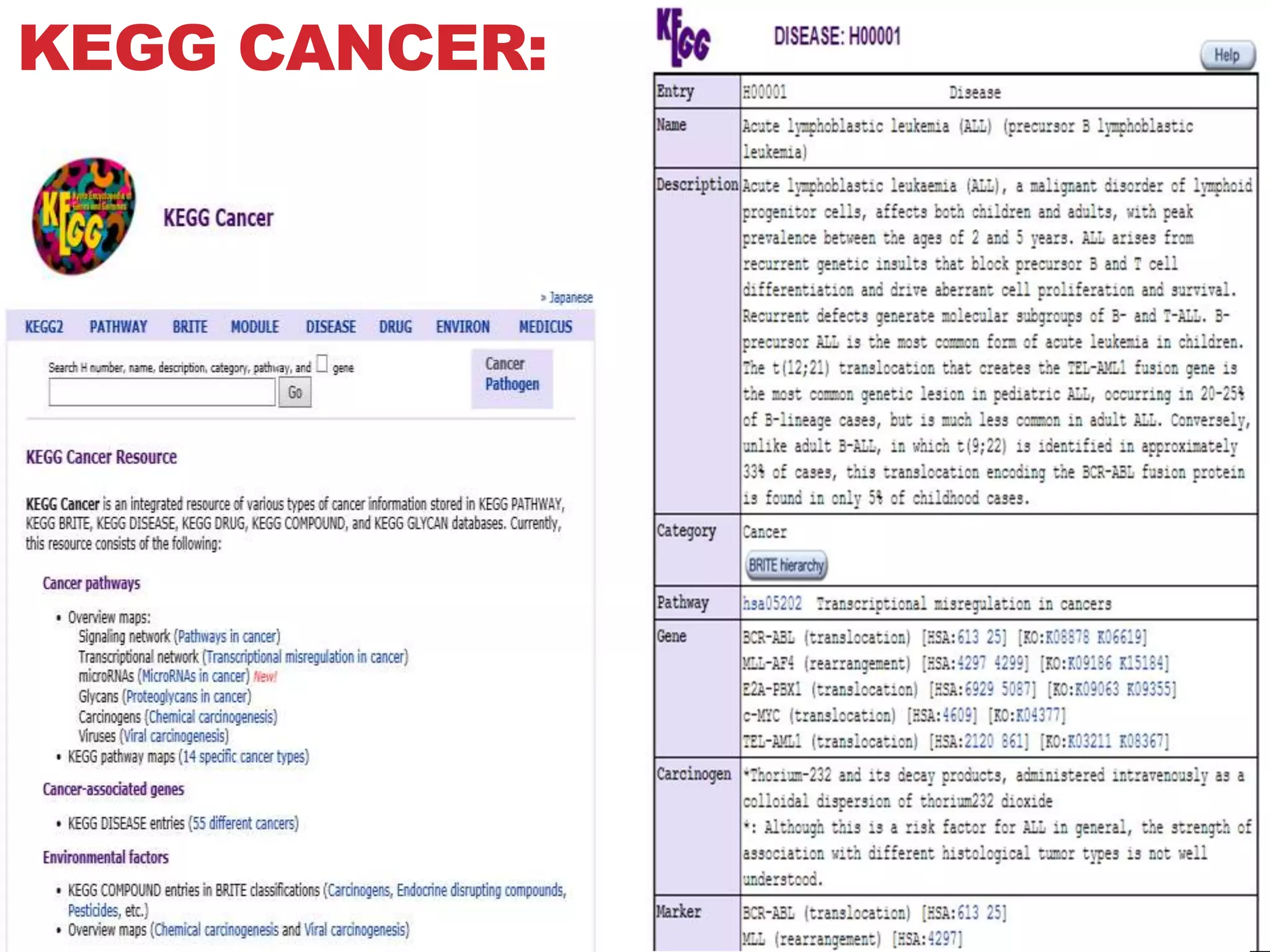 Kegg database resources | PPTX | Databases | Computer Software and Applications