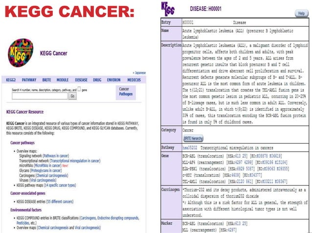 Kegg database resources | PPTX | Databases | Computer Software and Applications