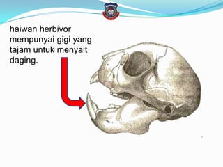 Kegigian haiwan | PPTX