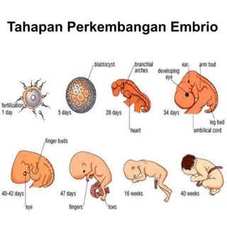 pptx Kehamilan dan Kelahiran pada sistem reproduksi manusia | PPTX