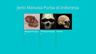 Kehidupan manusia purba dan asal usul nenek moyang bangsa Indonesia ...