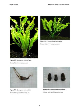 Kekatiya case - Case study report | PDF