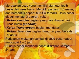 Sistem Pencernaan dan Sirkulasi pada Manusia | PPTX