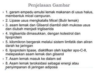 Gambaran Metabolisme Lipid | PPTX