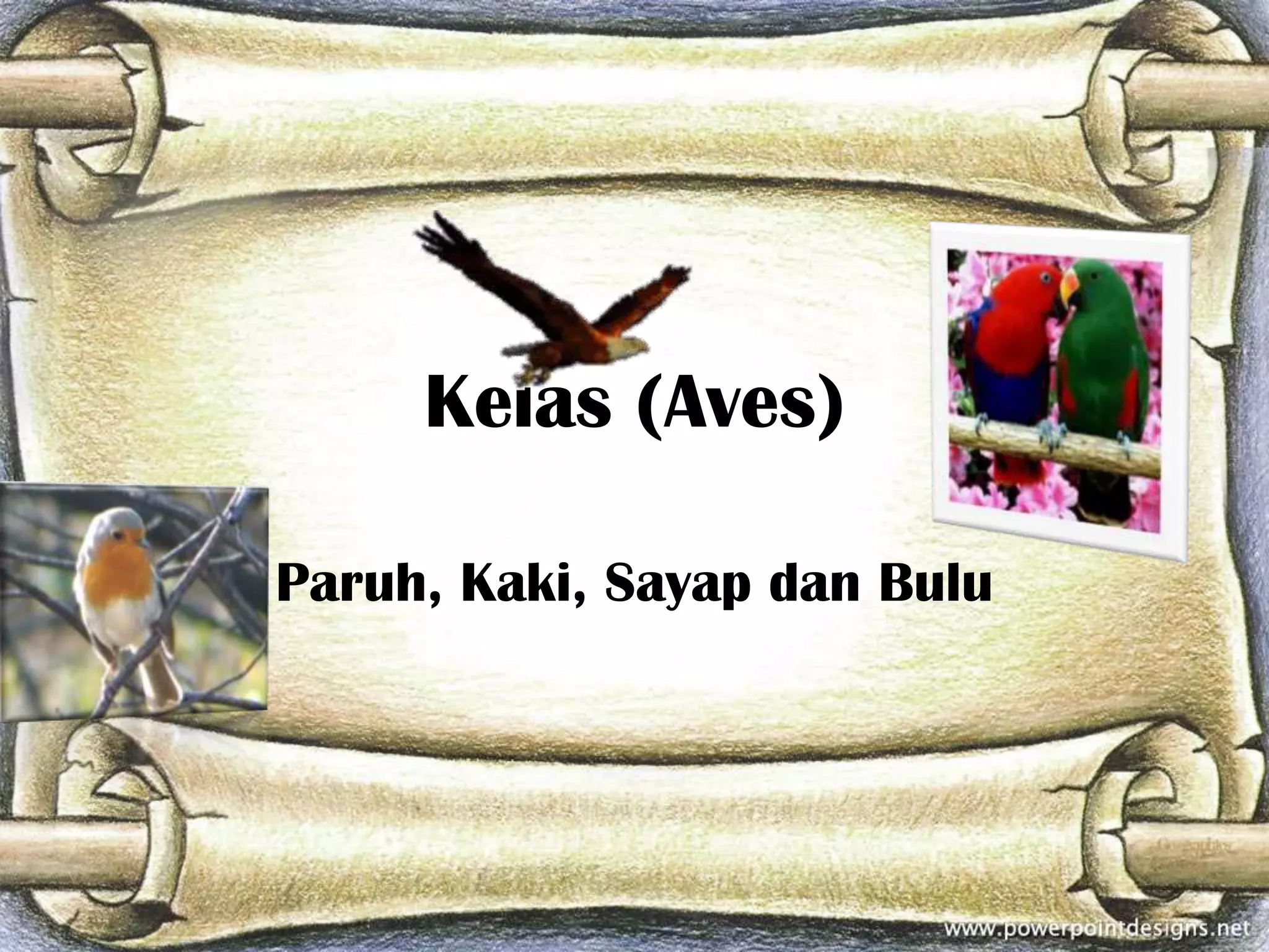 Kel i paruh kaki sayap paruh aves | PPTX